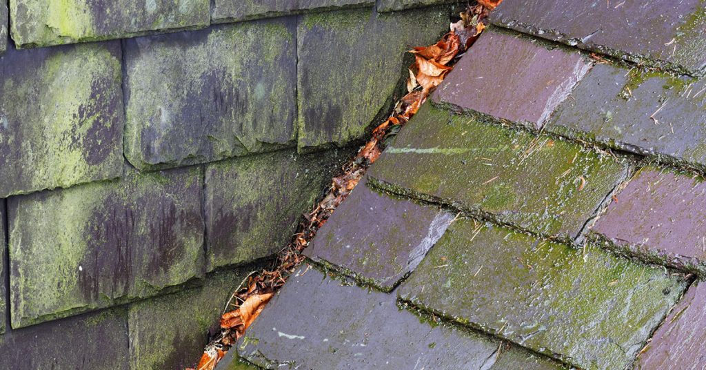 3 Ways Algae Can Put Your Roof At Risk | Chattanooga Roofing Co.